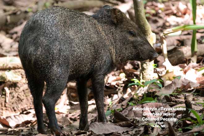 Collared Peccary | American Society of Mammalogists