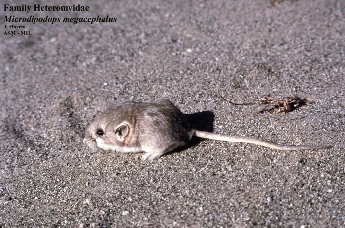 Dark Kangaroo Mouse | American Society of Mammalogists