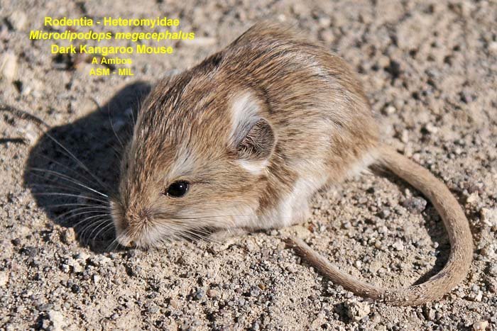 Dark Kangaroo Mouse | American Society of Mammalogists