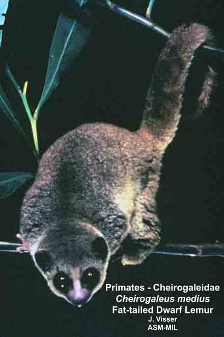 Cheirogaleus medius (Fat-tailed dwarf lemur)