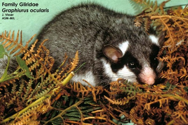 Graphiurus - Alchetron, The Free Social Encyclopedia