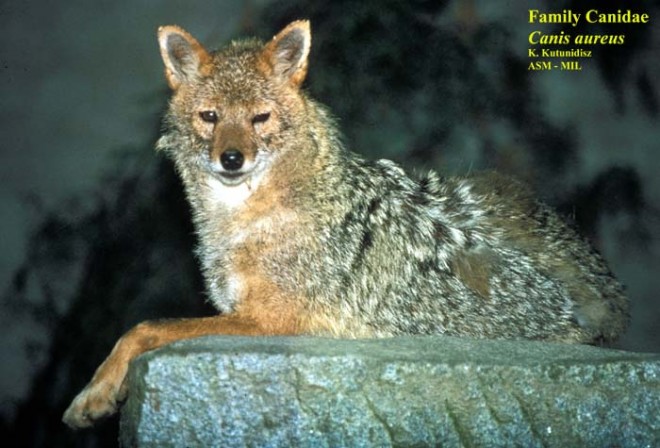 Canis aureus (Golden jackal)