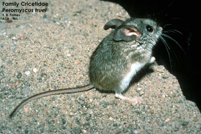 Peromyscus truei (Pinyon mouse)