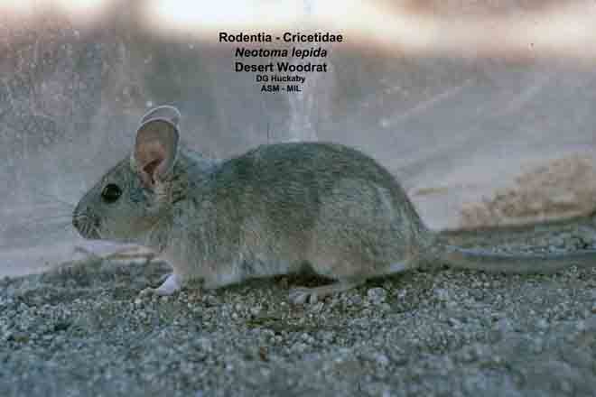 Neotoma lepida (Desert woodrat)