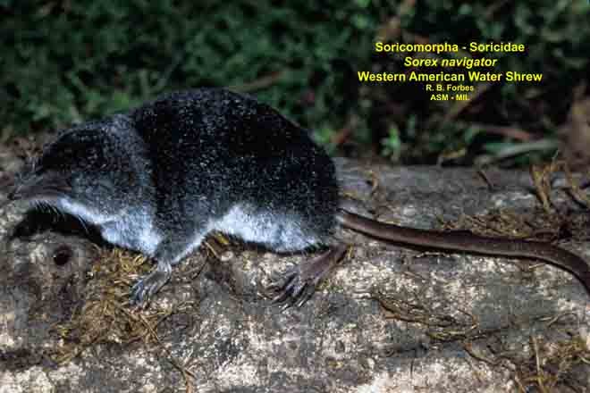 Sorex palustris (American water shrew)
