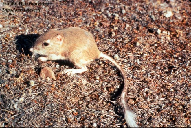 Dipodomys deserti (Desert kangaroo rat)