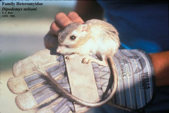 CASTORIMORFOS – REINO ANIMAL BLOG