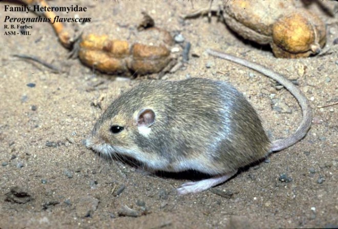 Perognathus - Alchetron, The Free Social Encyclopedia