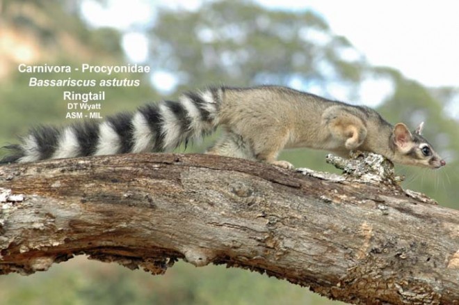 Bassariscus astutus (Ringtail)
