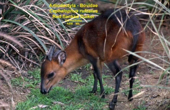 Cephalophus - Alchetron, The Free Social Encyclopedia