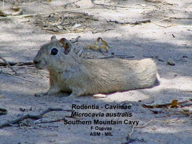 Microcavia - Alchetron, The Free Social Encyclopedia