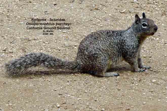 Spermophilus beecheyi (California ground squirrel) (Otospermophilus ...