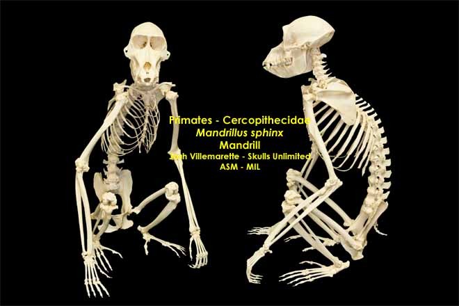 Mandrill Skeleton