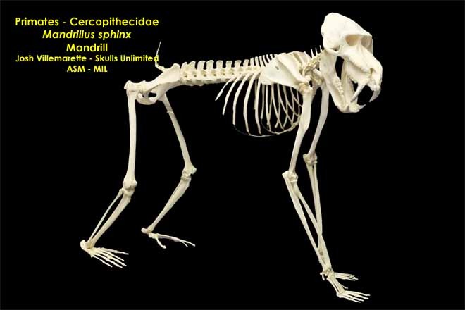 Mandrill Skeleton