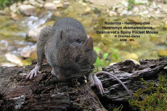 CASTORIMORFOS – REINO ANIMAL BLOG
