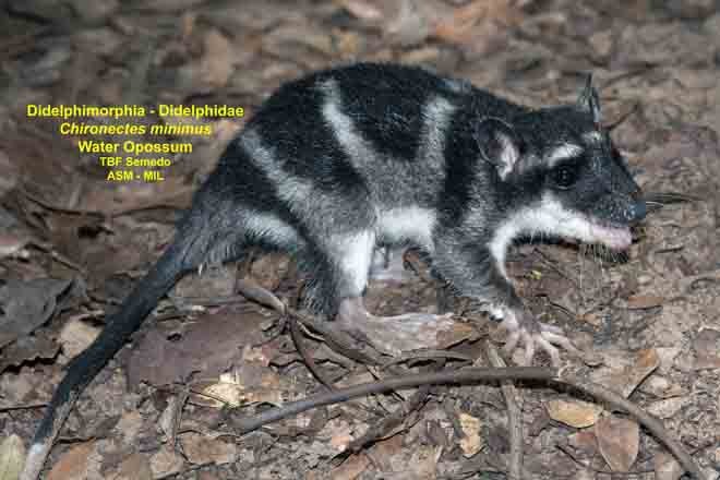 Water Opossum