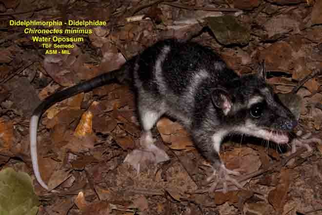 Water Opossum