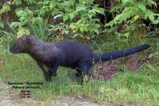 North east-central Wisconsin. What kind of weasel is this? Mink? Ermine ...