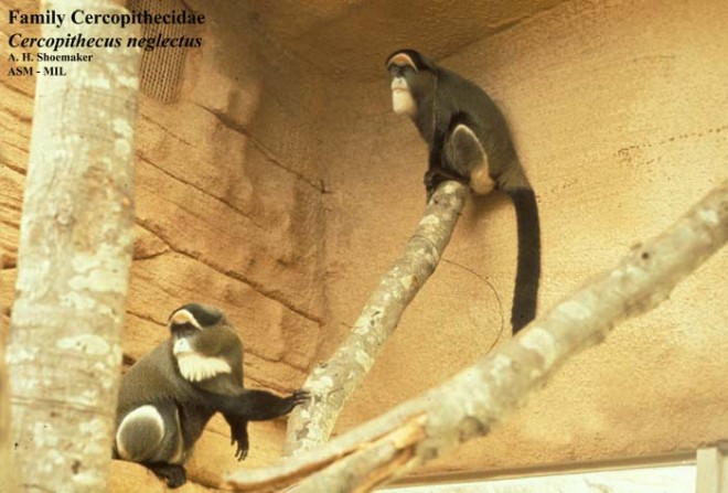 Cercopithecus neglectus (De Brazza's monkey)