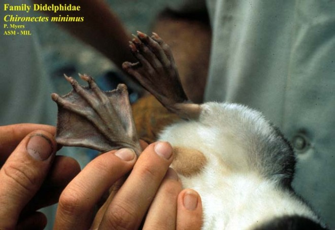 Chironectes minimus (Water opossum)