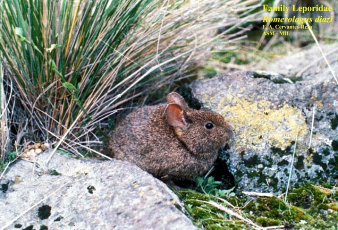 Romerolagus diazi (Volcano rabbit)