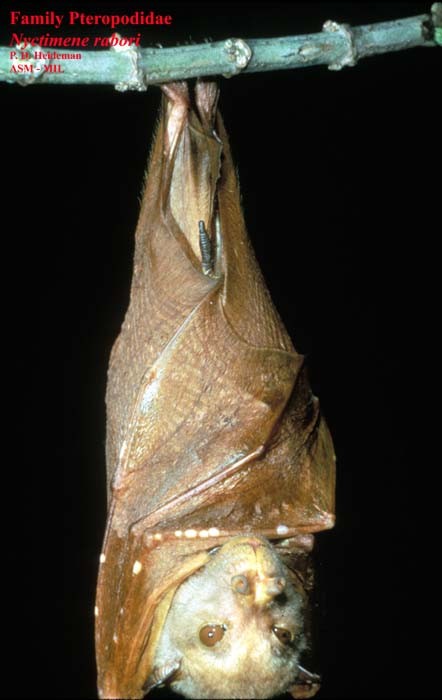 Talaud Flying-fox - JungleKey.com Wiki