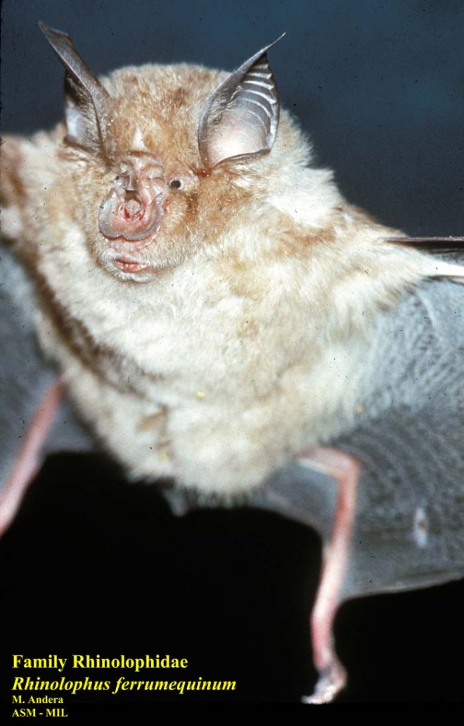 Rhinolophus ferrumequinum (Greater horseshoe bat)