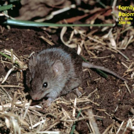 Northern Pygmy Mouse | American Society of Mammalogists