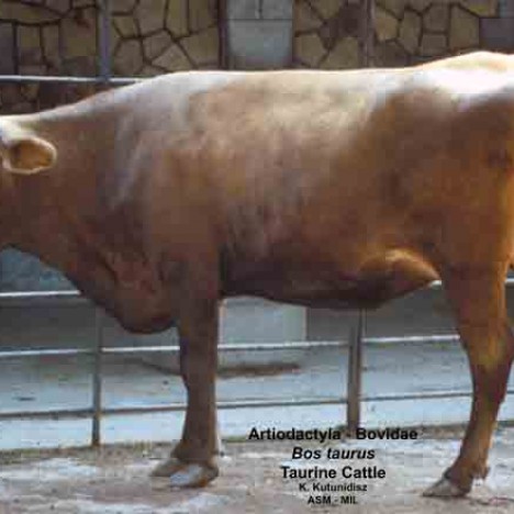 Hawaiian Wild Cattle | American Society of Mammalogists