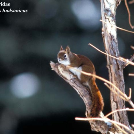 North American Red Squirrel | American Society of Mammalogists