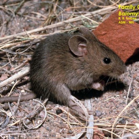 Northern Pygmy Mouse | American Society of Mammalogists