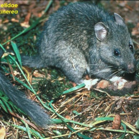 Bushy-tailed Woodrat | American Society of Mammalogists
