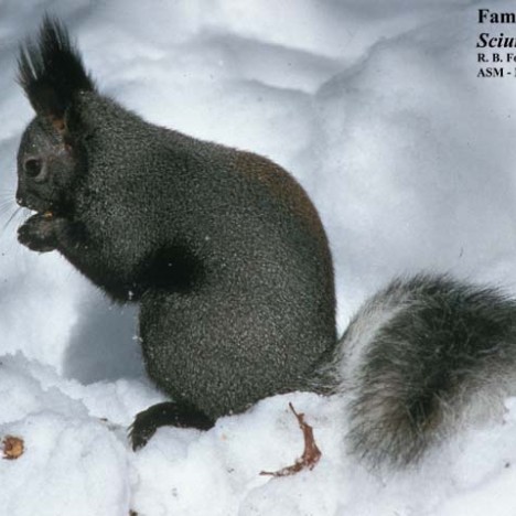 Abert's Squirrel | American Society of Mammalogists