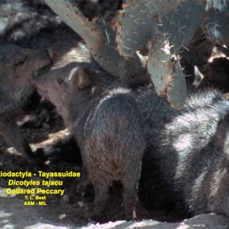 Collared Peccary | American Society of Mammalogists