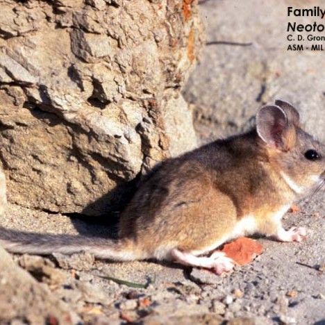 Bushy-tailed Woodrat | American Society of Mammalogists