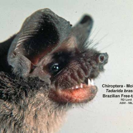 Brazilian/Mexican Free-tailed Bat | American Society of Mammalogists