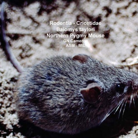 Northern Pygmy Mouse | American Society of Mammalogists