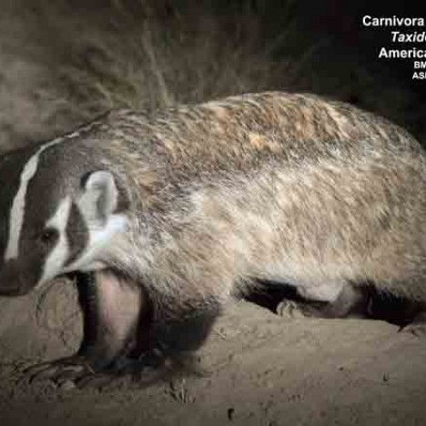 American Badger | American Society of Mammalogists