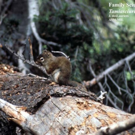 North American Red Squirrel | American Society of Mammalogists