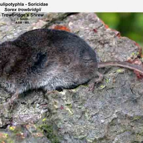Trowbridge's Shrew | American Society of Mammalogists