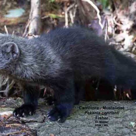 Fisher | American Society of Mammalogists