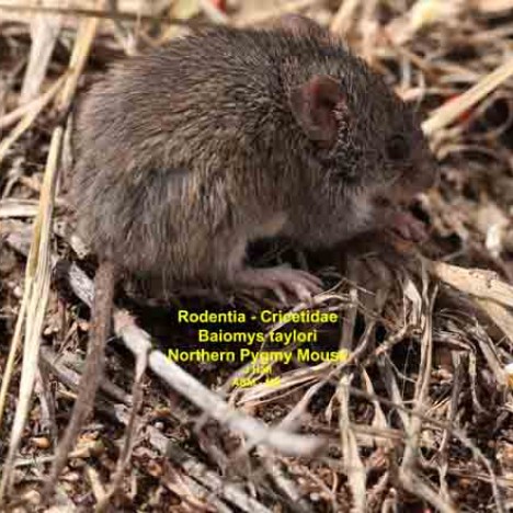 Northern Pygmy Mouse | American Society of Mammalogists