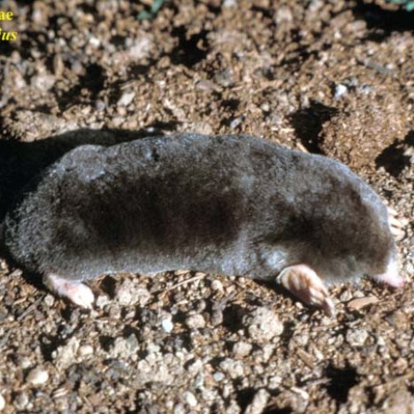 Coast Mole | American Society of Mammalogists