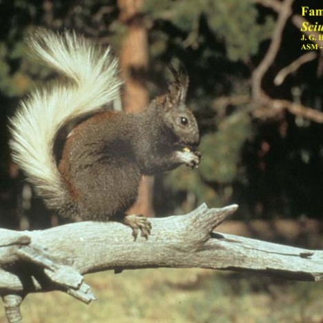 Abert's Squirrel | American Society of Mammalogists