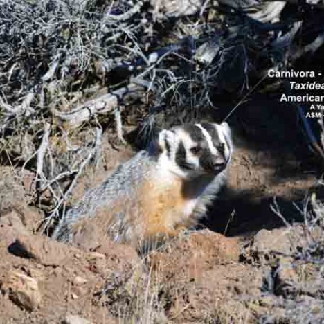 American Badger | American Society of Mammalogists