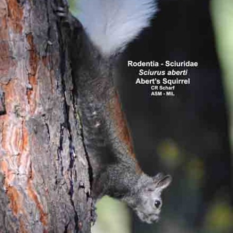Abert's Squirrel | American Society of Mammalogists