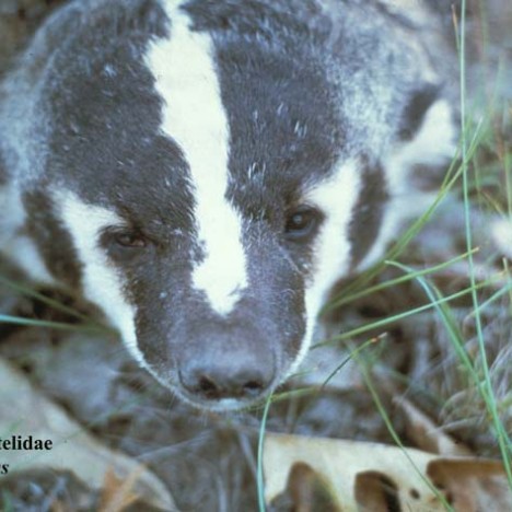 American Badger | American Society of Mammalogists