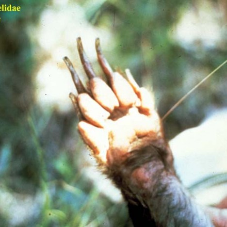 American Badger | American Society of Mammalogists