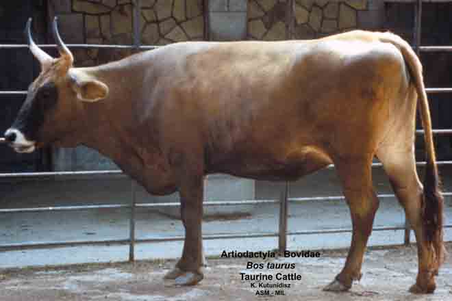 Hawaiian Wild Cattle | American Society of Mammalogists