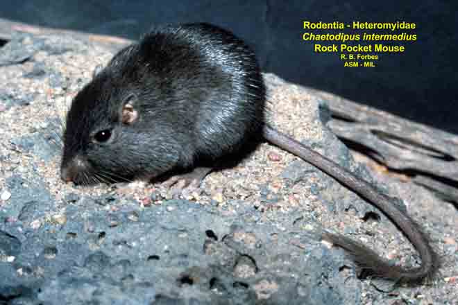 Rock Pocket Mouse | American Society of Mammalogists